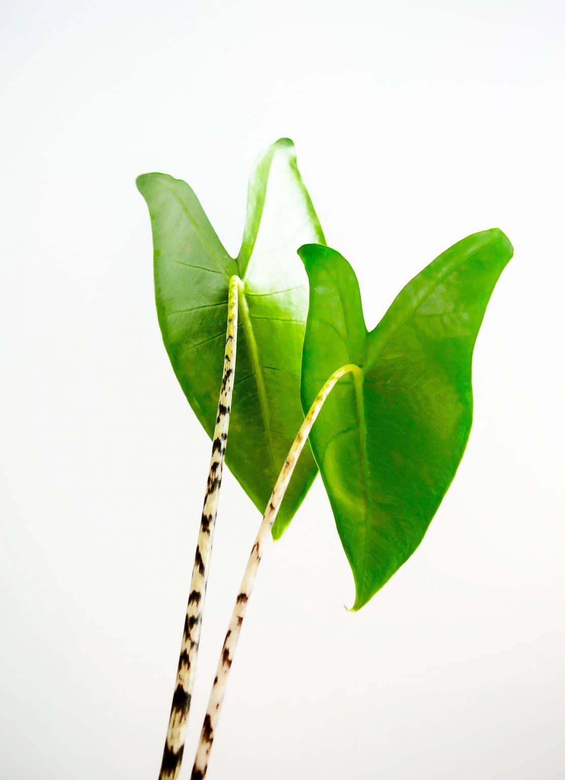 Grow a Gorgeous Alocasia Zebrina: Beginner’s Guide to the Zebra Plant ...