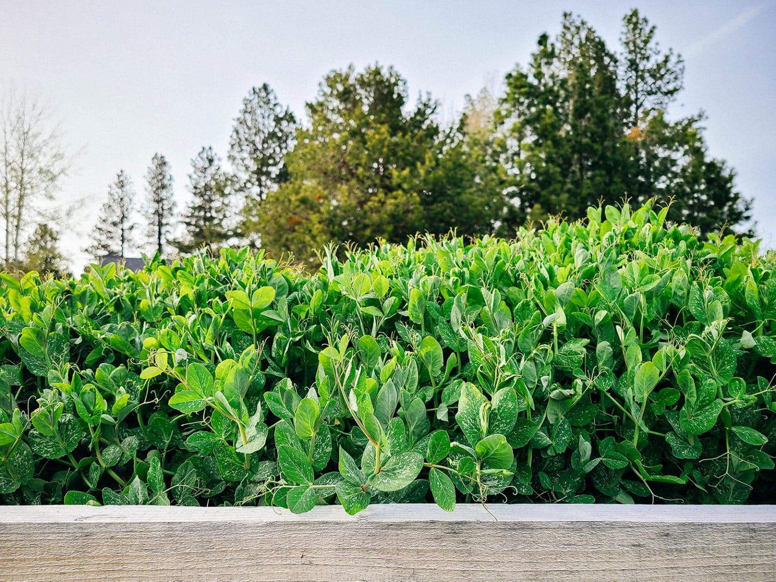 Cover Cropping the Easy Way: How to Grow Austrian Winter Peas to ...
