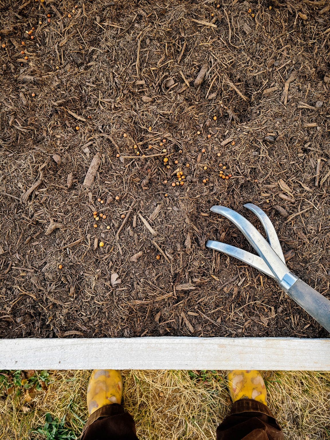 Cover Cropping the Easy Way: How to Grow Austrian Winter Peas to ...
