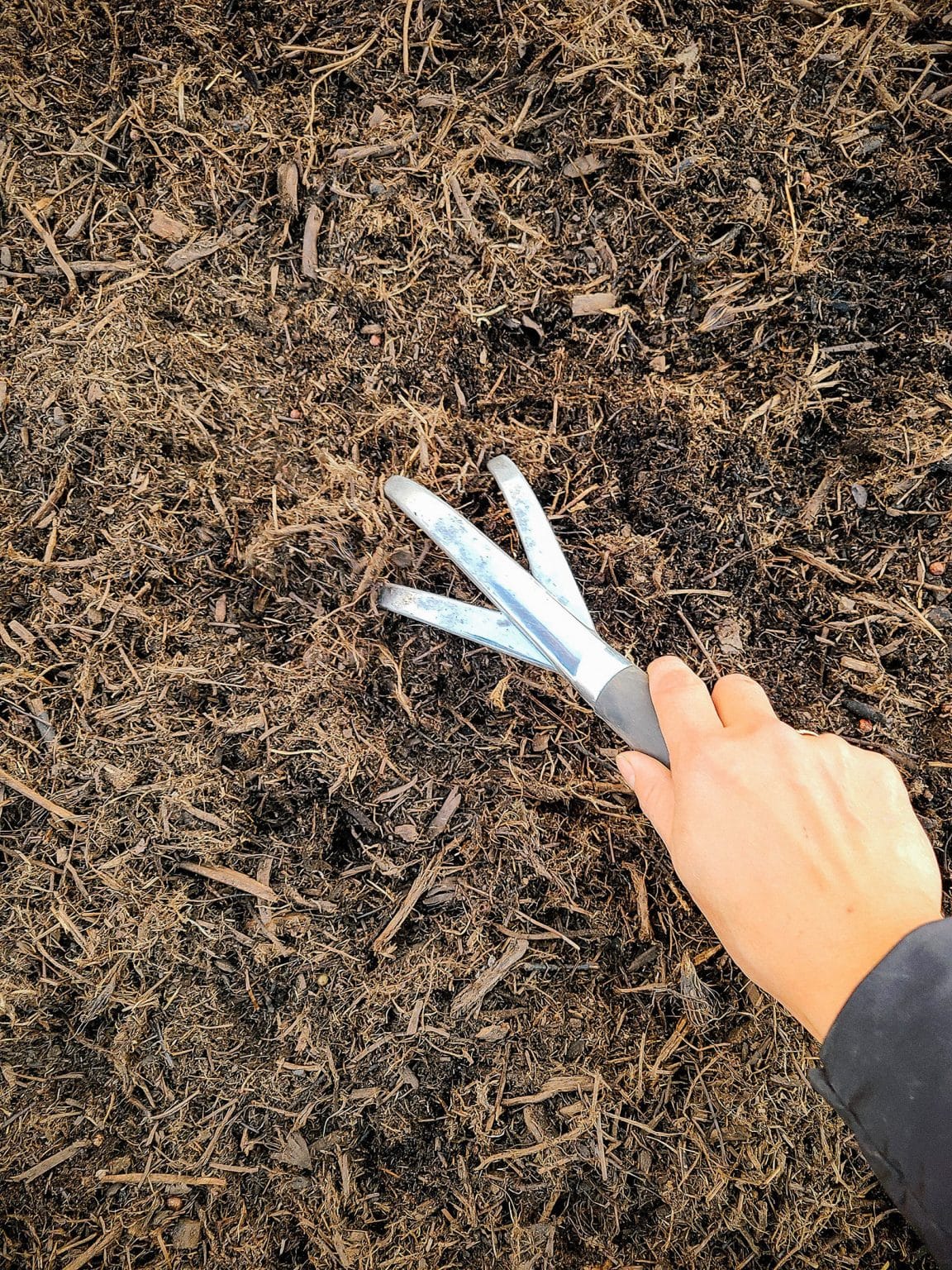 Cover Cropping the Easy Way: How to Grow Austrian Winter Peas to ...