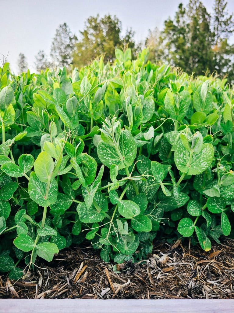 Cover Cropping the Easy Way: How to Grow Austrian Winter Peas to ...