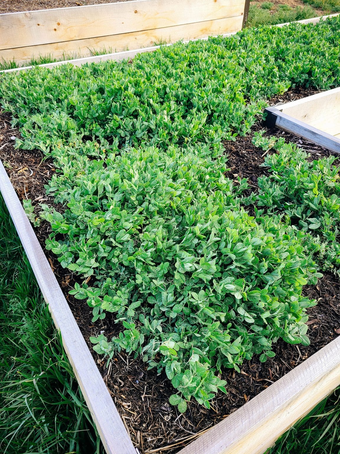 Cover Cropping the Easy Way: How to Grow Austrian Winter Peas to ...