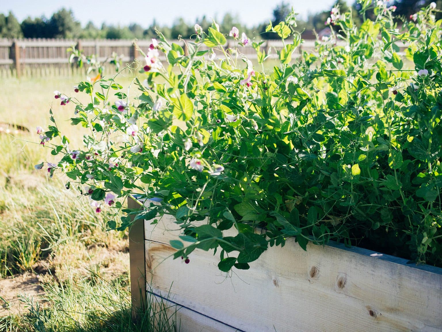 Cover Cropping the Easy Way: How to Grow Austrian Winter Peas to ...