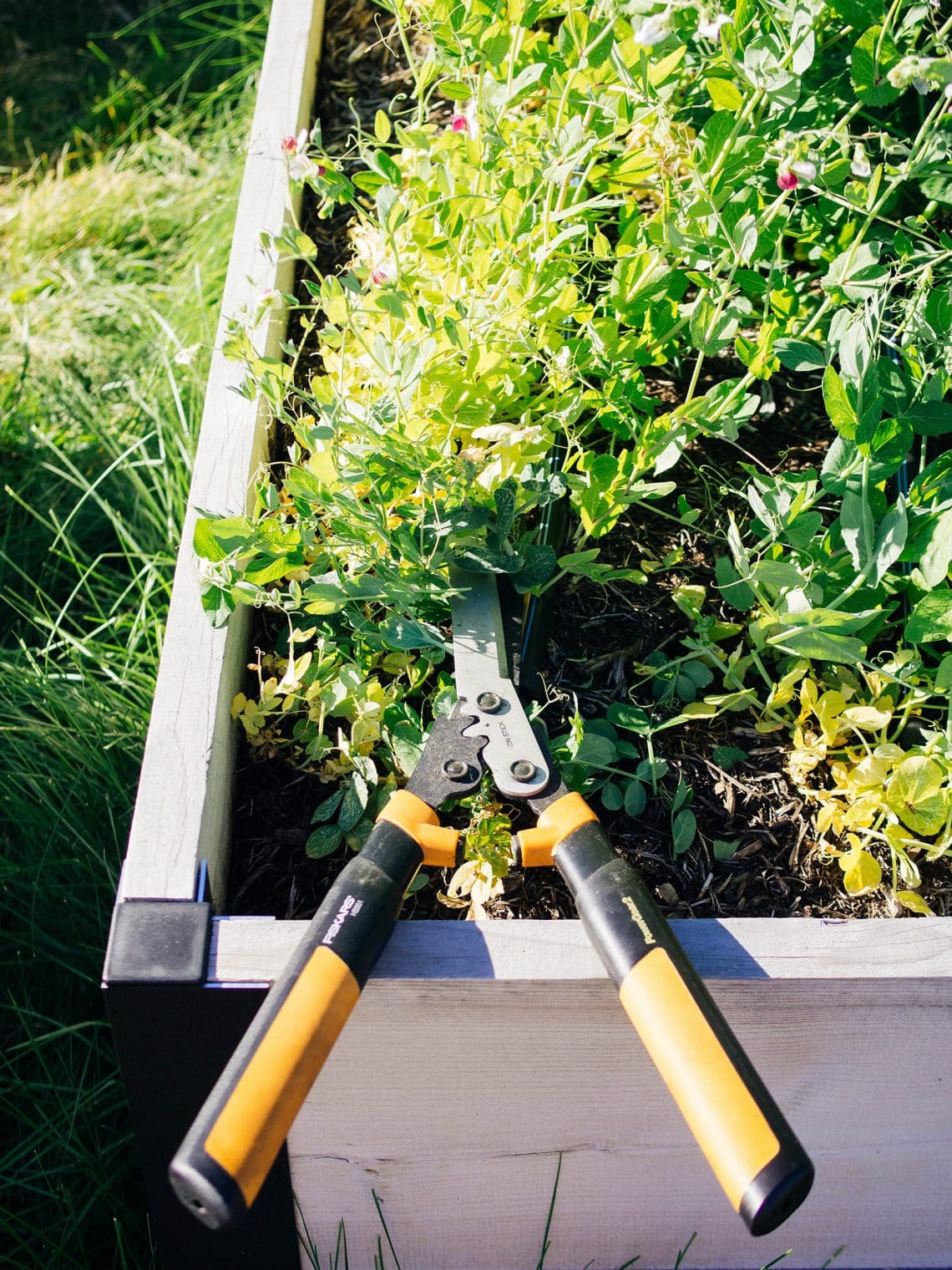 Cover Cropping the Easy Way: How to Grow Austrian Winter Peas to ...