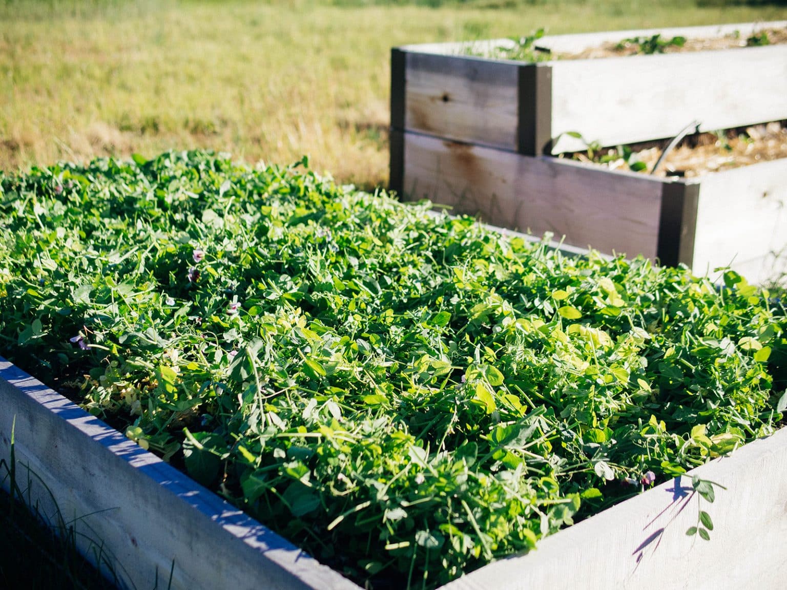Cover Cropping the Easy Way: How to Grow Austrian Winter Peas to ...