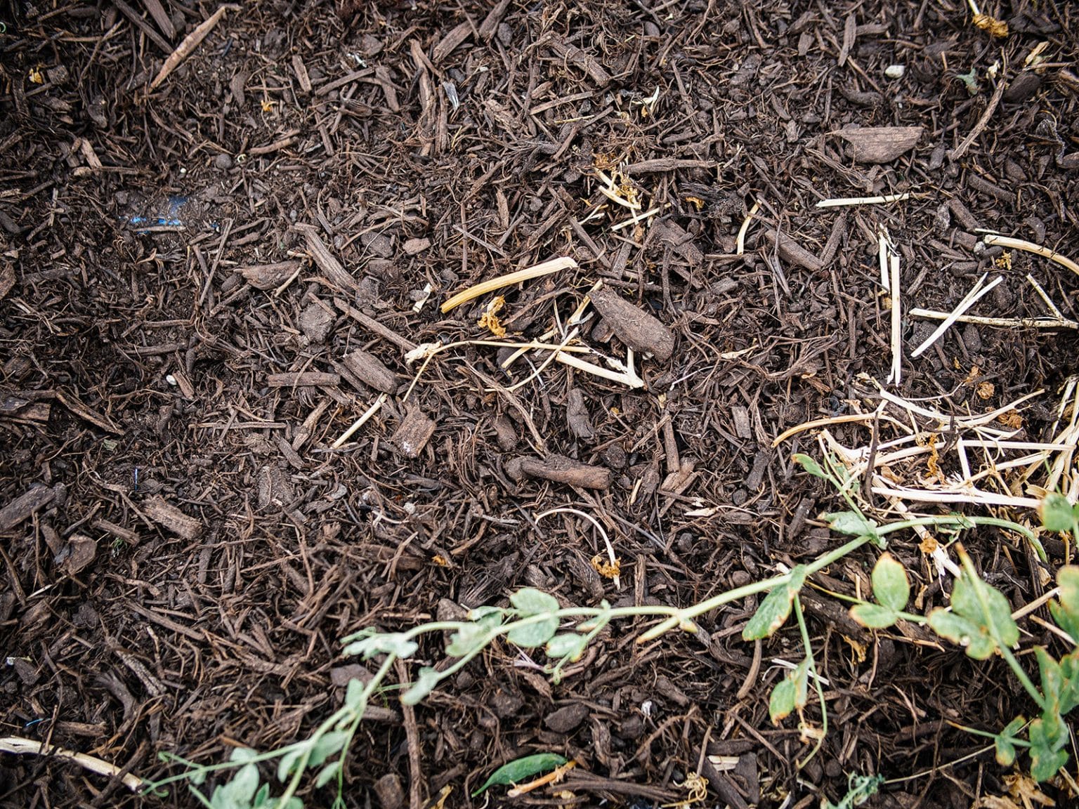 Cover Cropping the Easy Way: How to Grow Austrian Winter Peas to ...