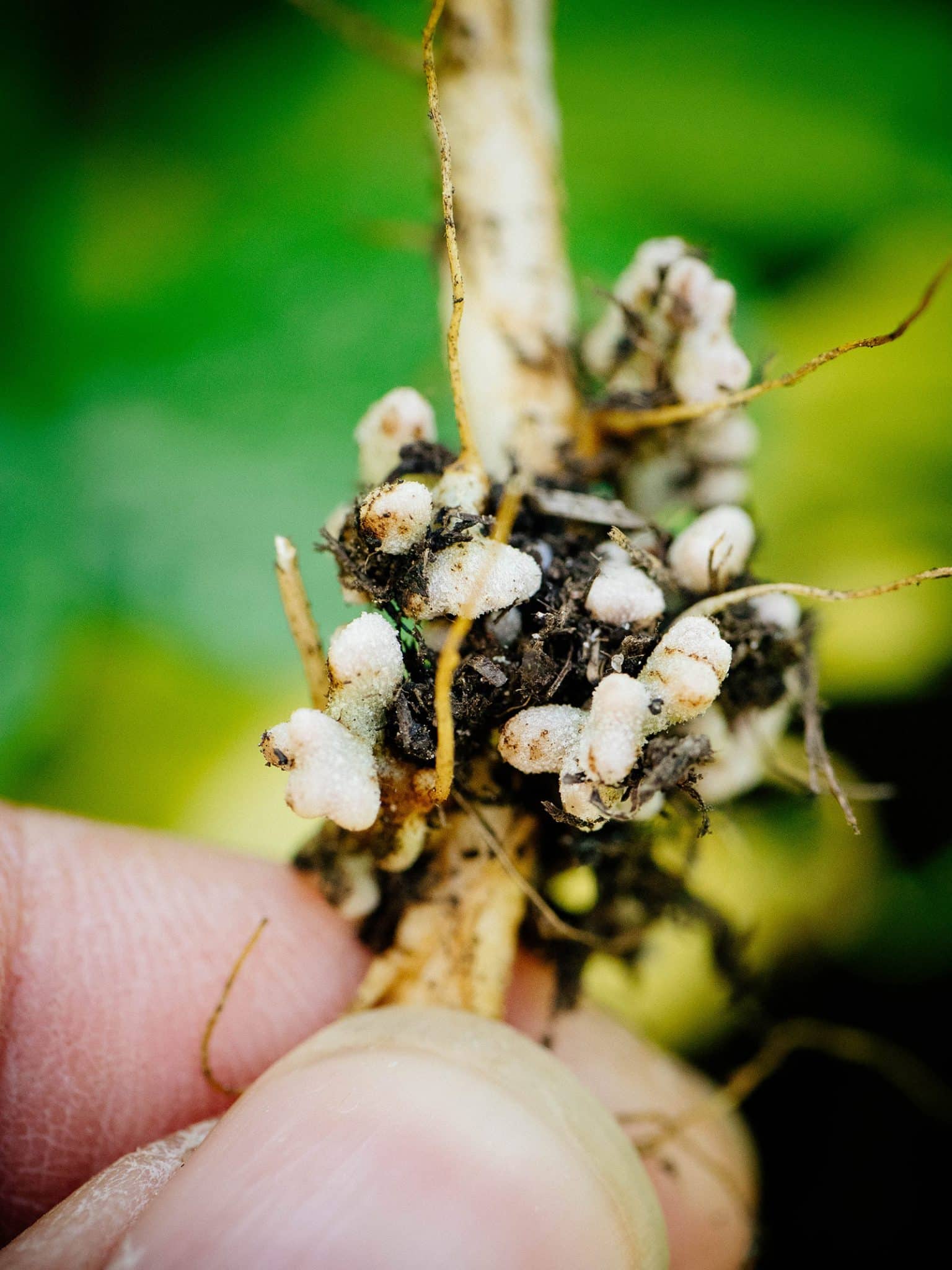 Cover Cropping the Easy Way: How to Grow Austrian Winter Peas to ...