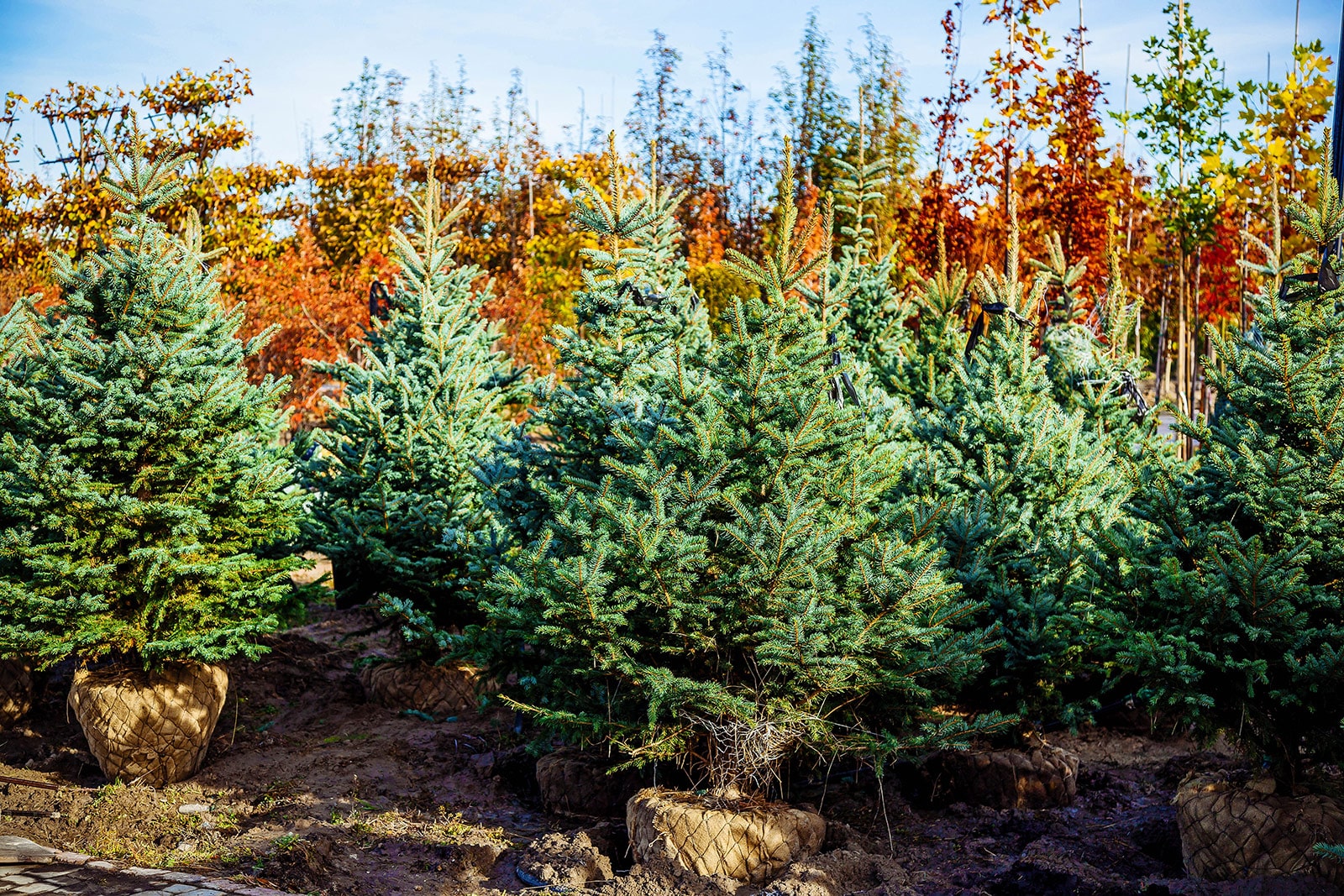 Christmas Trees Outside