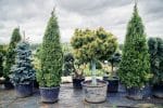 The Best Way to Care for a Potted Christmas Tree So You Can Plant It ...