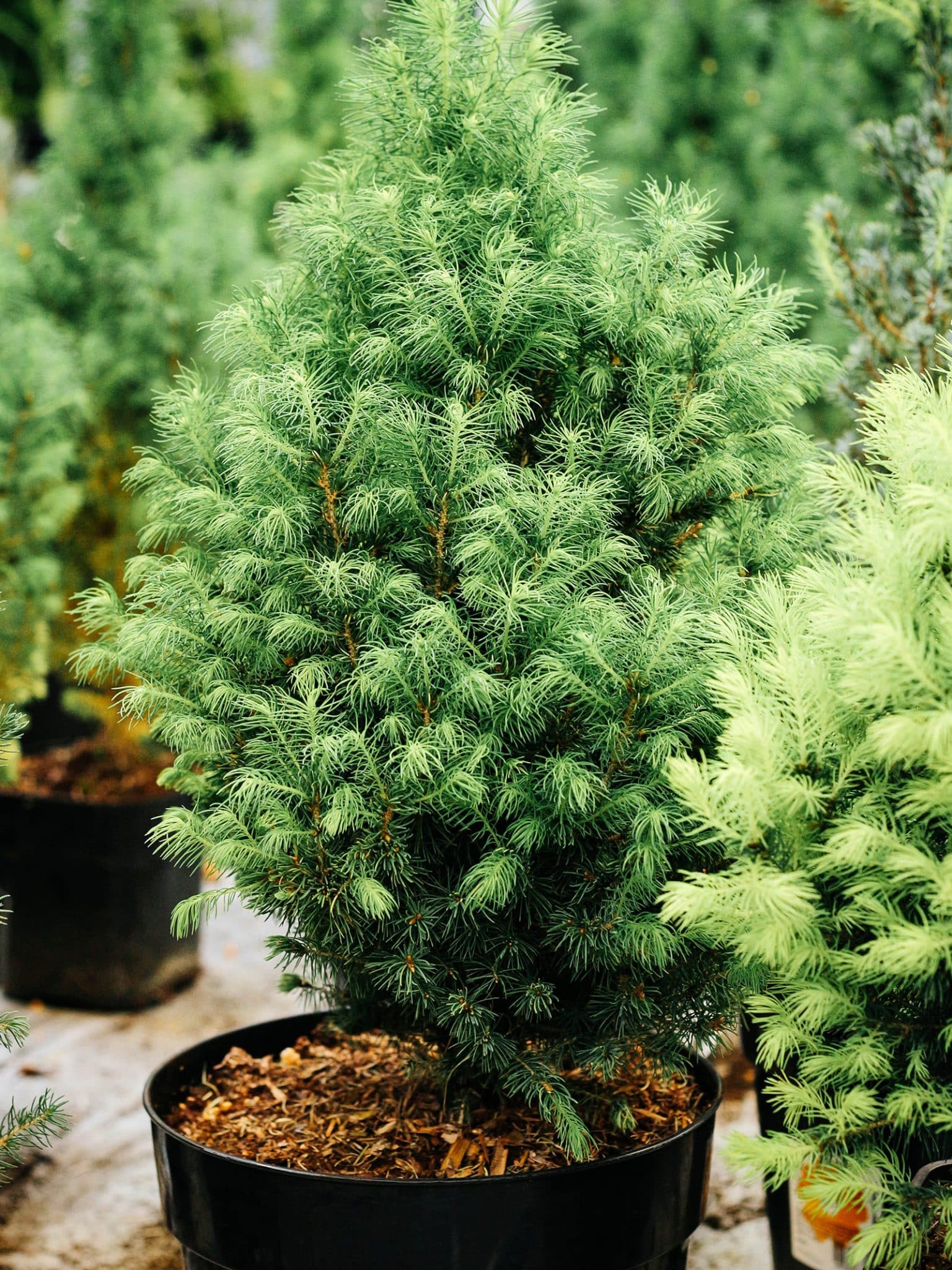 Your Guide to Live Potted Christmas Trees—From Indoor Display to ...