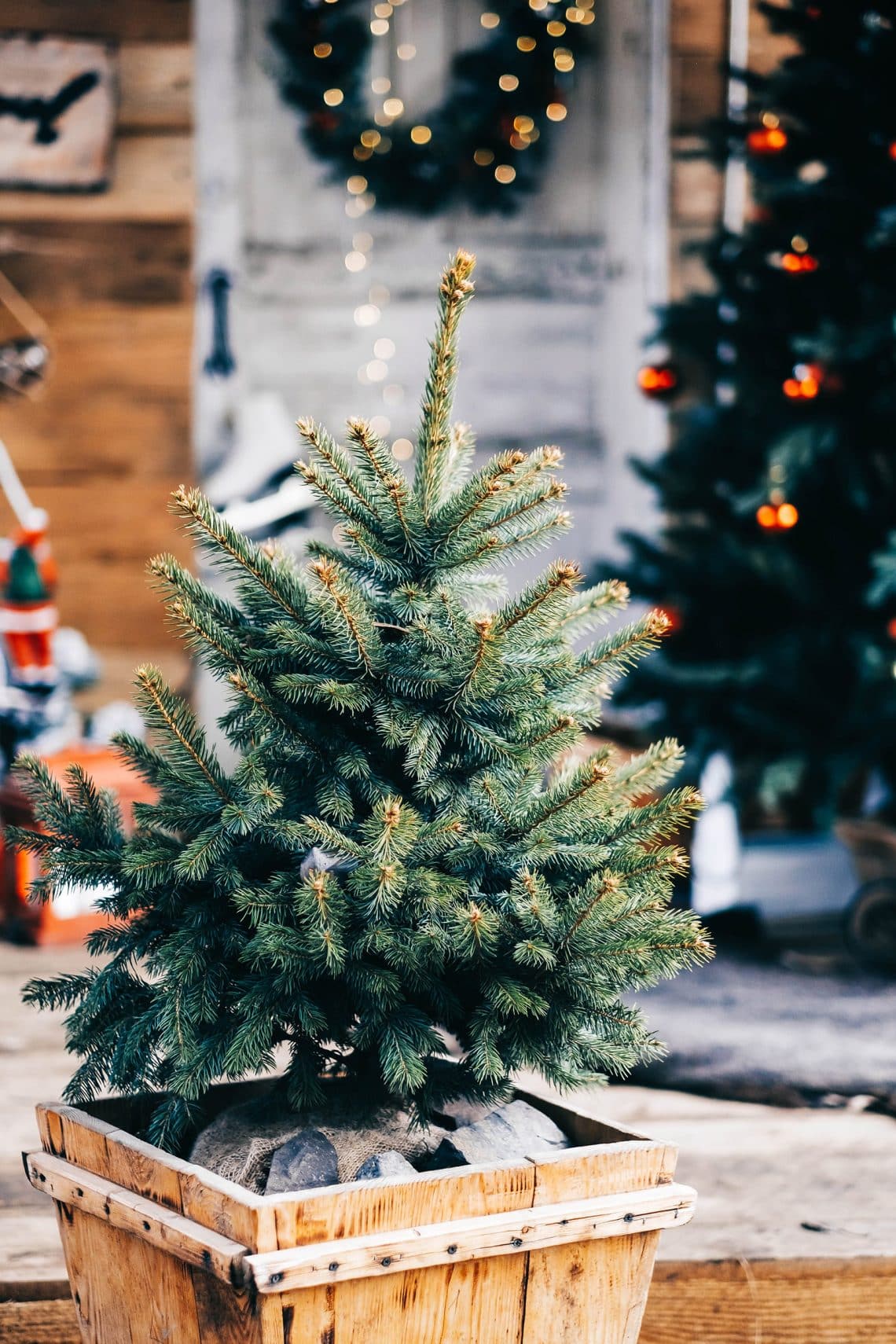 Your Guide to Live Potted Christmas Trees—From Indoor Display to ...