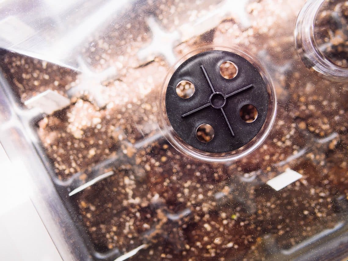 6 Foolproof Tips to Germinate Hard-to-Start Seeds—Fast! – Garden Betty