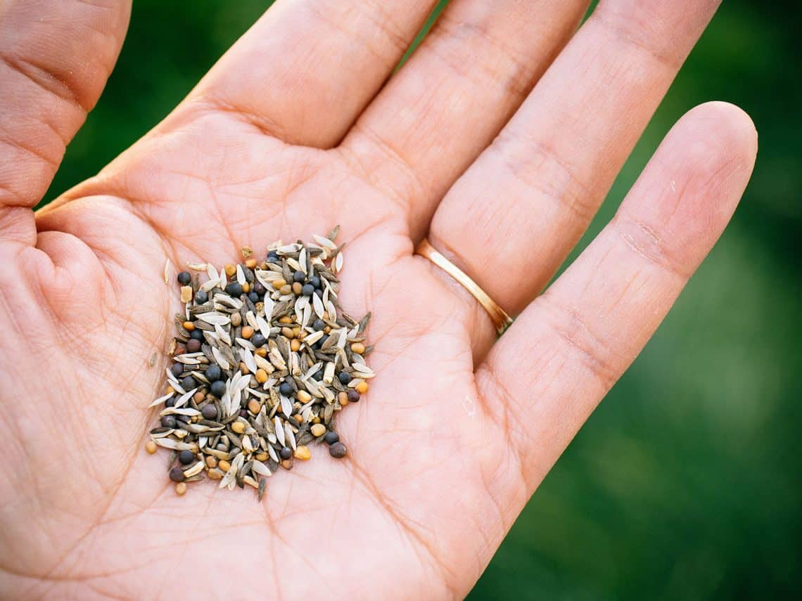 6 Foolproof Tips to Germinate Hard-to-Start Seeds—Fast! – Garden Betty