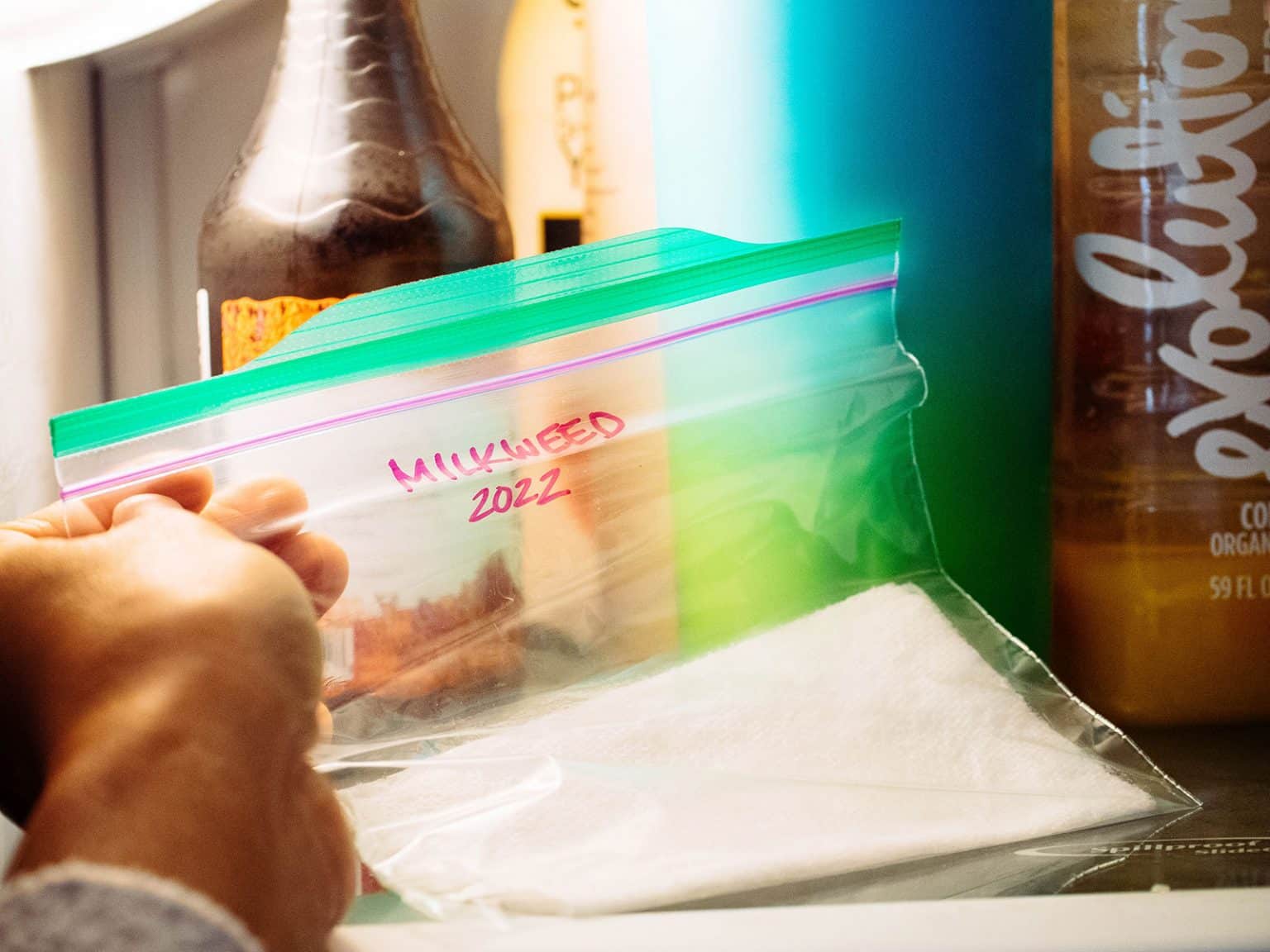 6 Foolproof Tips to Germinate Hard-to-Start Seeds—Fast! - Garden Betty