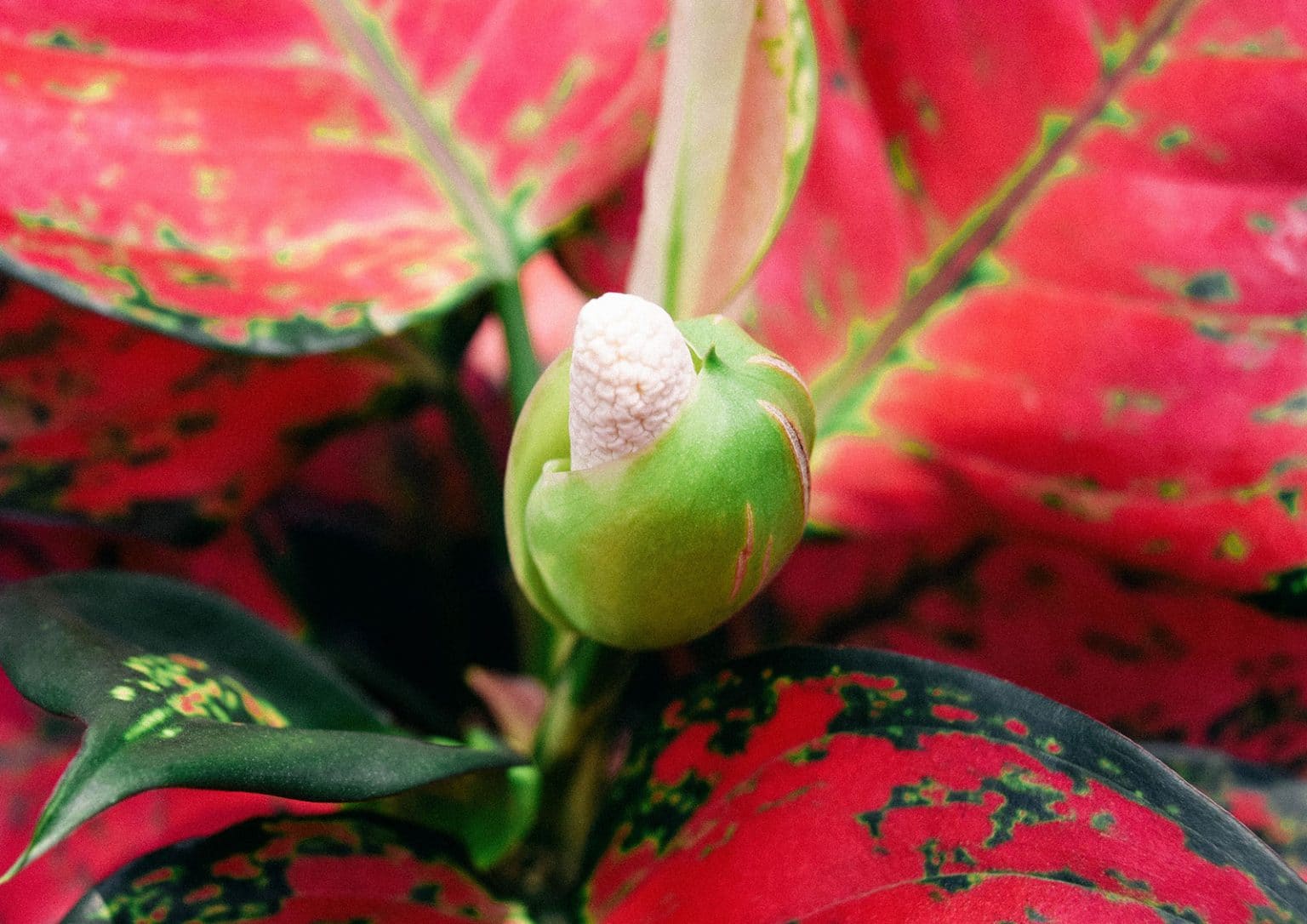 Beginner's Guide to Growing a Vibrant Chinese Evergreen Plant ...