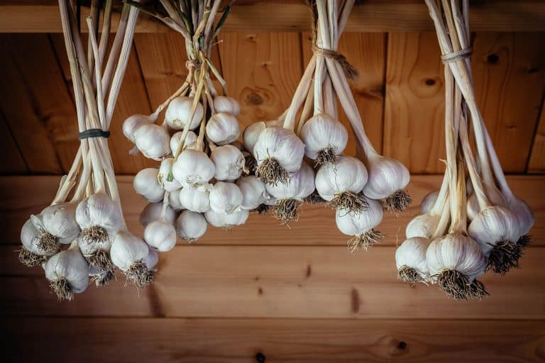 How to Cure and Store a Year's Worth of Garlic - Garden Betty