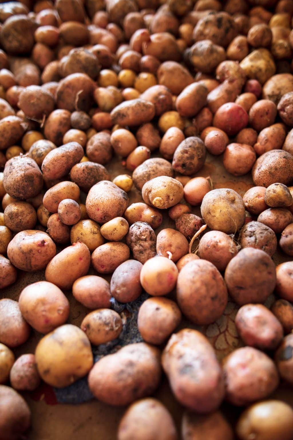 All the Best Ways to Store Vegetables Over Winter - Garden Betty