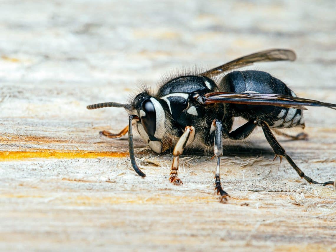 Easy Wasp Identification: A Visual Guide to 19 Common Types of Wasps ...