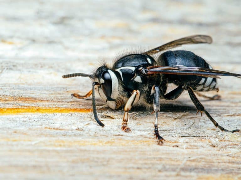 Easy Wasp Identification: A Visual Guide to 19 Common Types of Wasps ...