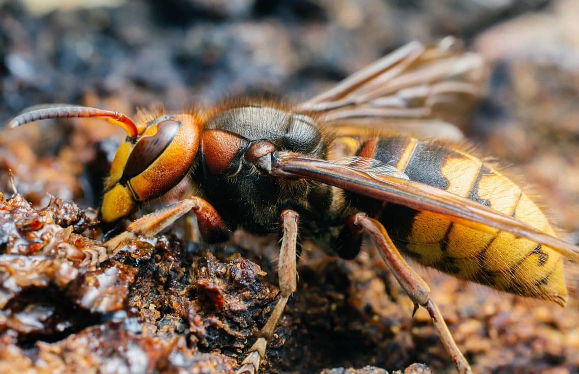 Easy Wasp Identification: A Visual Guide to 19 Common Types of Wasps ...