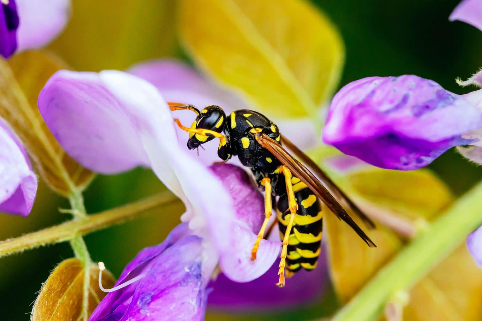 Easy Wasp Identification: A Visual Guide to 19 Common Types of Wasps ...