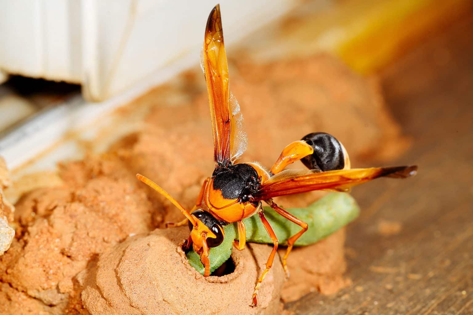 How to Safely Get Rid of Wasps Without Getting Stung – Garden Betty