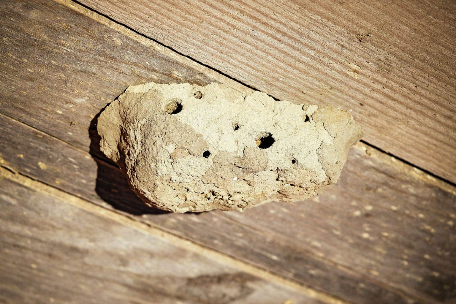 How to Safely Get Rid of Wasps Without Getting Stung – Garden Betty