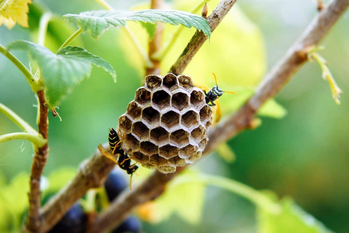 How to Safely Get Rid of Wasps Without Getting Stung - Garden Betty