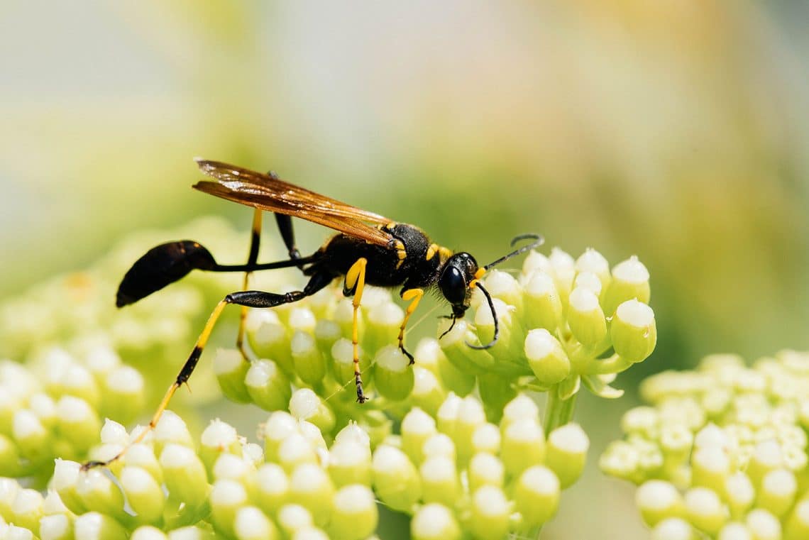 Easy Wasp Identification: A Visual Guide to 19 Common Types of Wasps ...