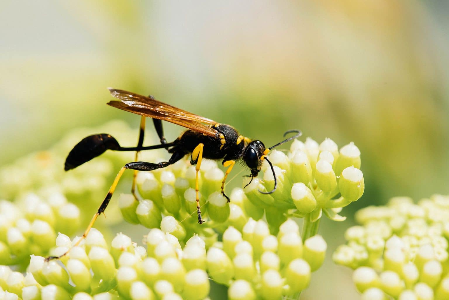 Easy Wasp Identification: A Visual Guide to 19 Common Types of Wasps ...