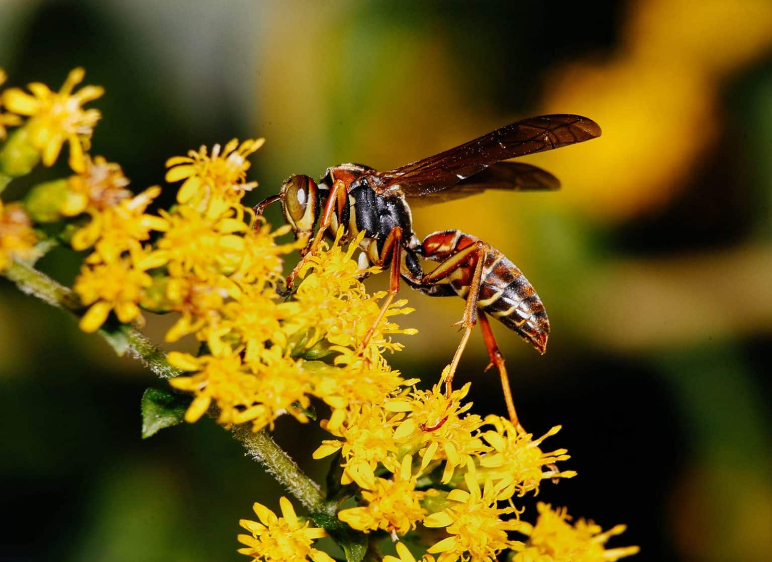 Easy Wasp Identification: A Visual Guide to 19 Common Types of Wasps ...