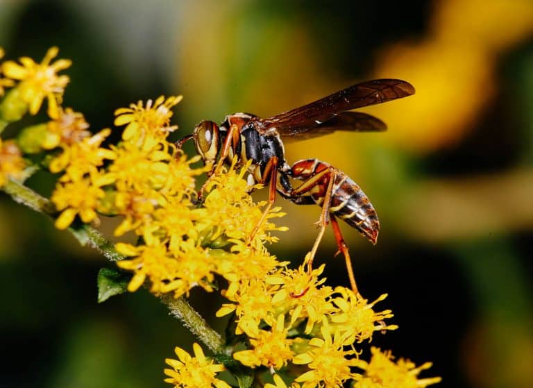 Easy Wasp Identification: A Visual Guide to 19 Common Types of Wasps ...