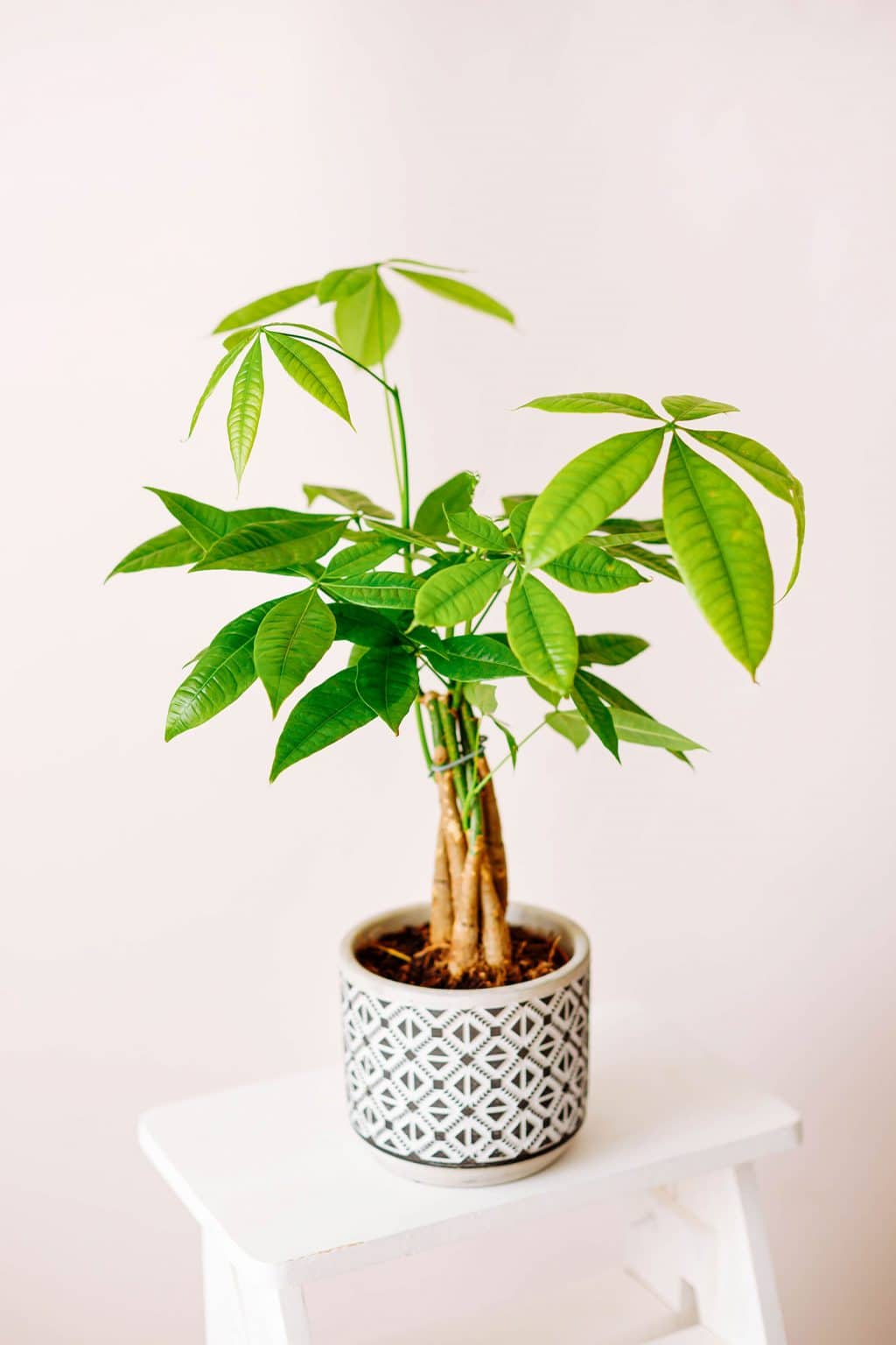 Show Me the Money (Tree)—Pachira Aquatica Care for Beginners - Garden Betty
