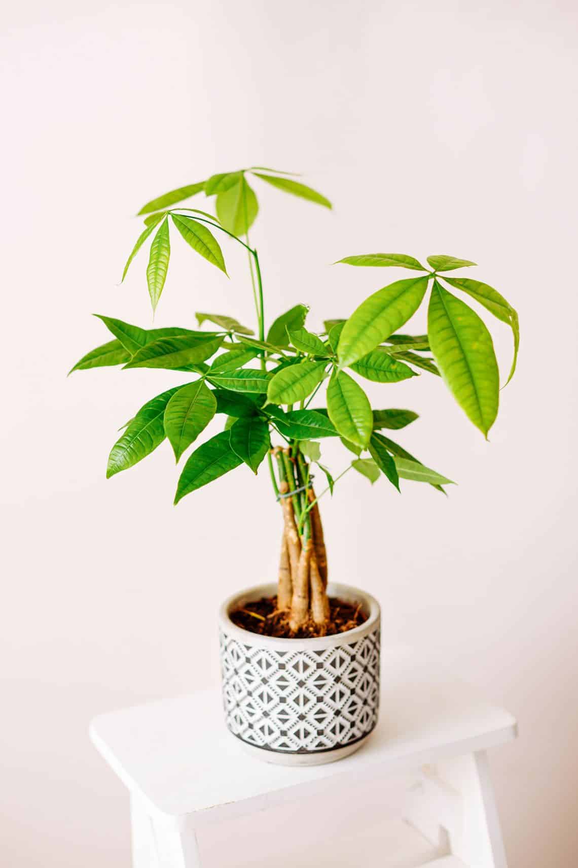 Show Me the Money (Tree)—Pachira Aquatica Care for Beginners – Garden Betty