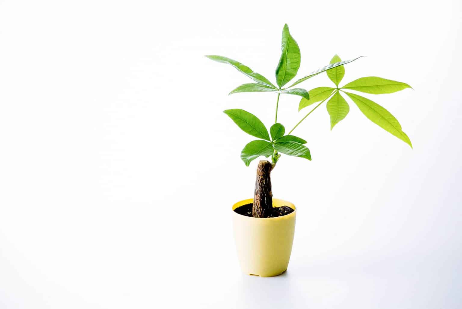 Show Me the Money (Tree)—Pachira Aquatica Care for Beginners – Garden Betty