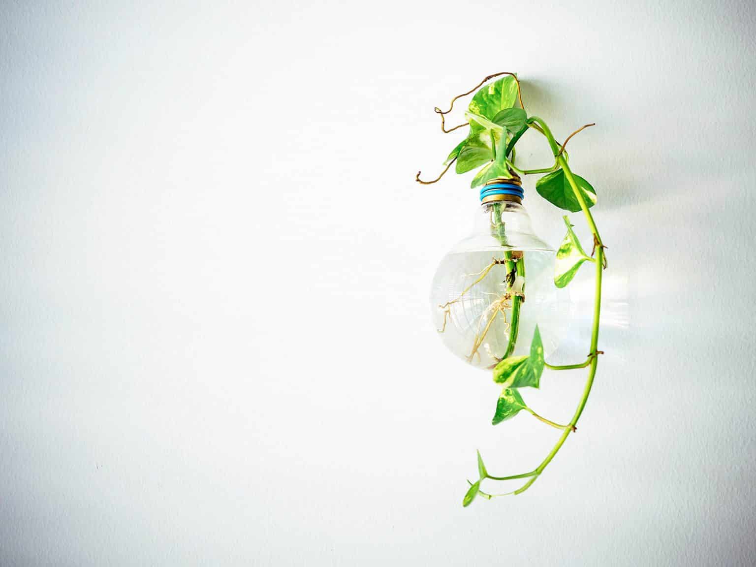 17 Easy Beautiful Plants That Grow in Water: No Soil, No Mess - Garden ...