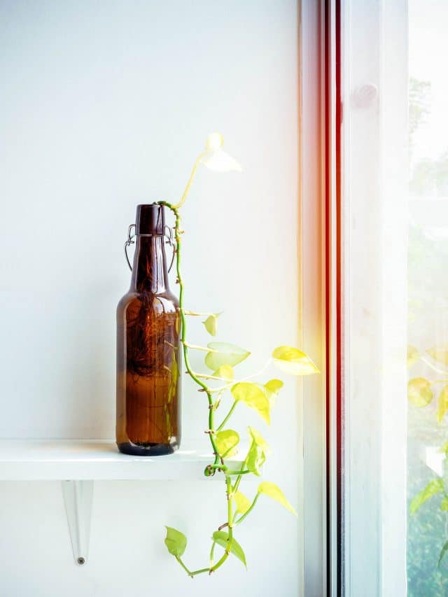 17 Easy Beautiful Plants That Grow in Water: No Soil, No Mess - Garden ...