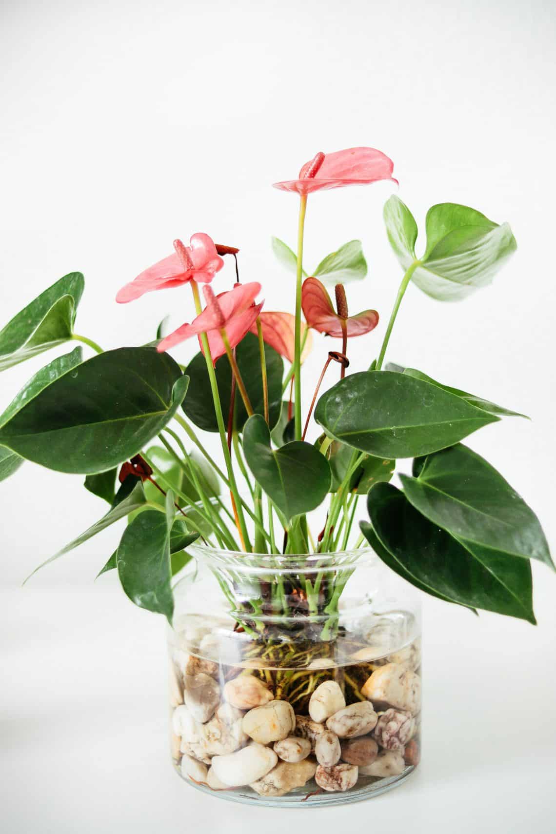 17 Easy Beautiful Plants That Grow in Water: No Soil, No Mess - Garden ...
