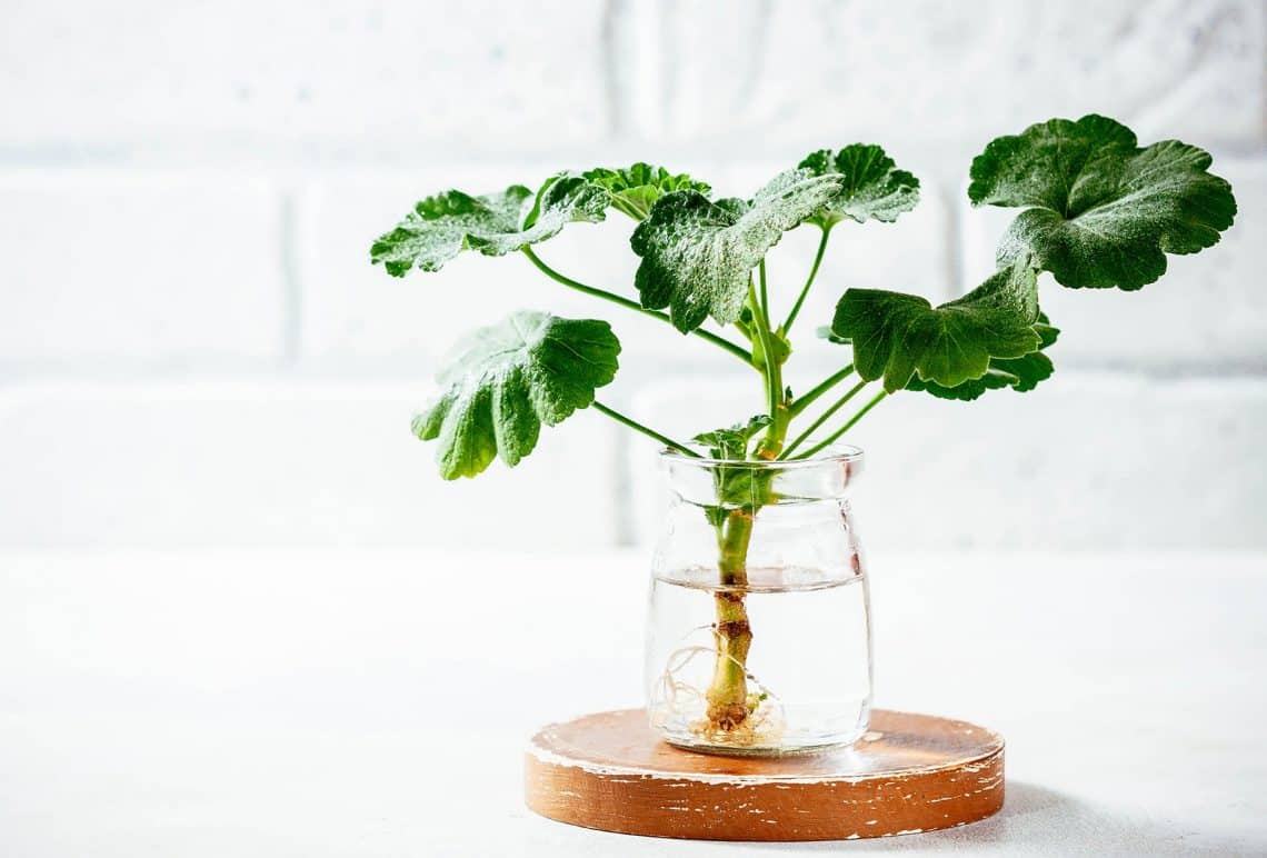 17 Easy Beautiful Plants That Grow in Water: No Soil, No Mess - Garden ...