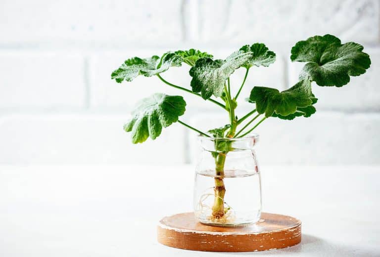 17 Easy Beautiful Plants That Grow in Water: No Soil, No Mess – Garden ...