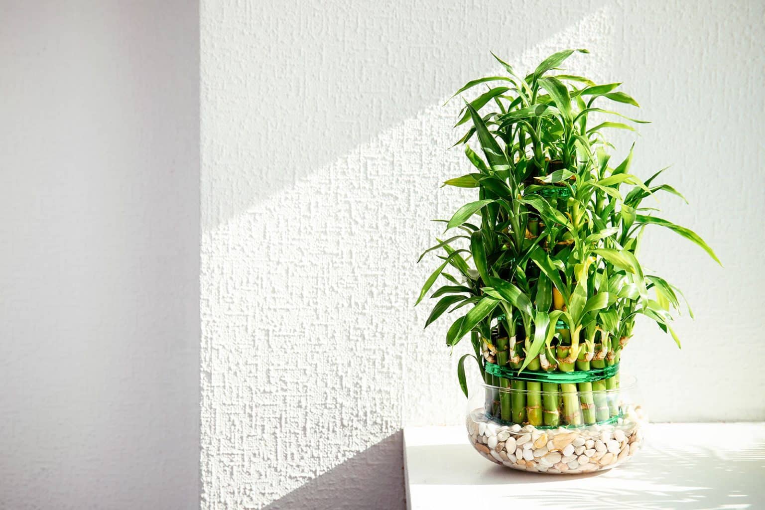 17 Easy Beautiful Plants That Grow in Water: No Soil, No Mess - Garden ...