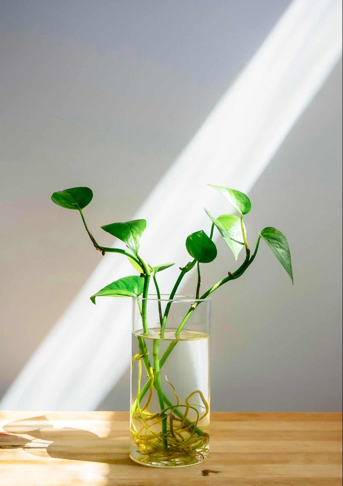 17 Easy Beautiful Plants That Grow in Water: No Soil, No Mess – Garden ...