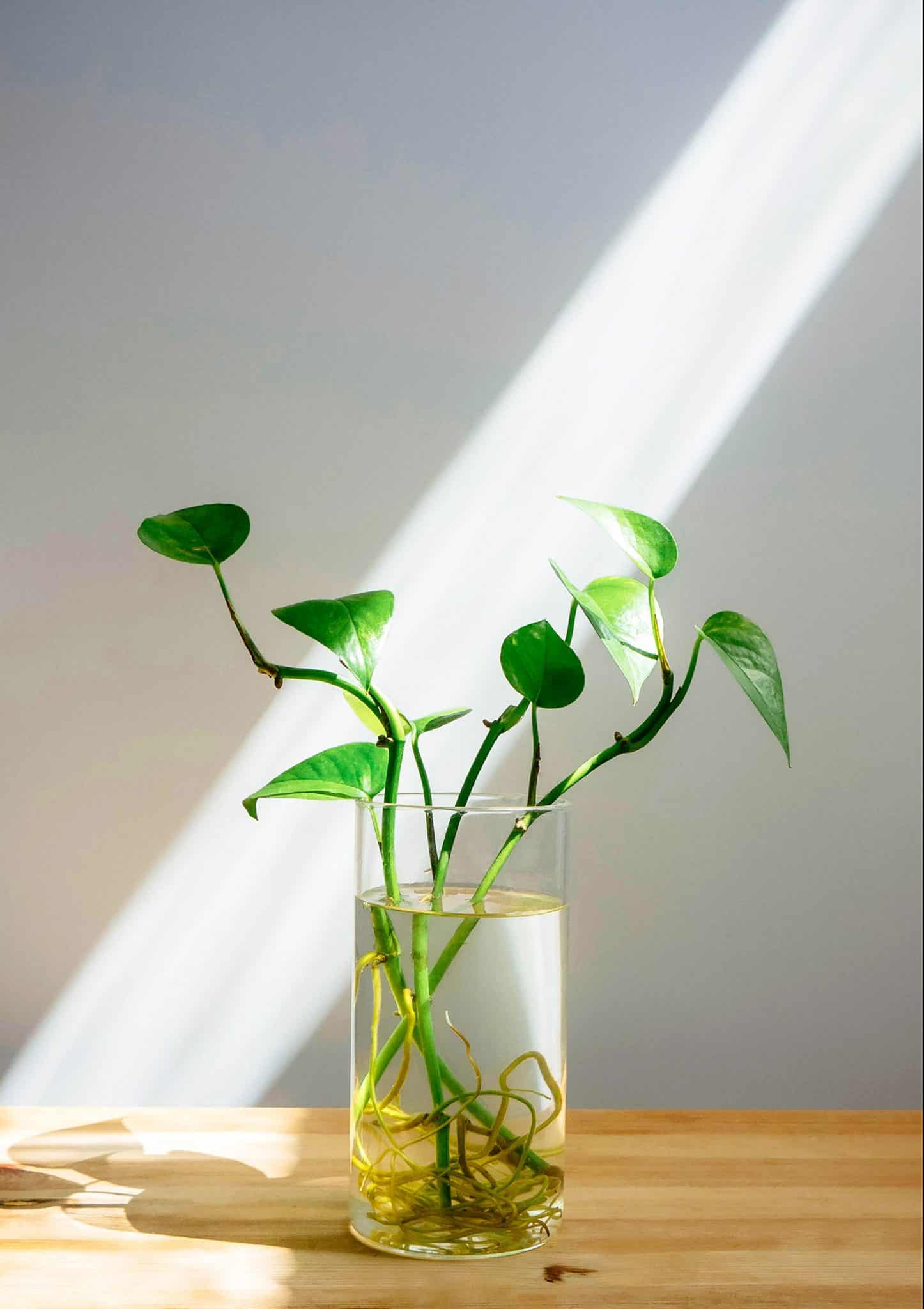 17 Easy Beautiful Plants That Grow in Water: No Soil, No Mess - Garden ...