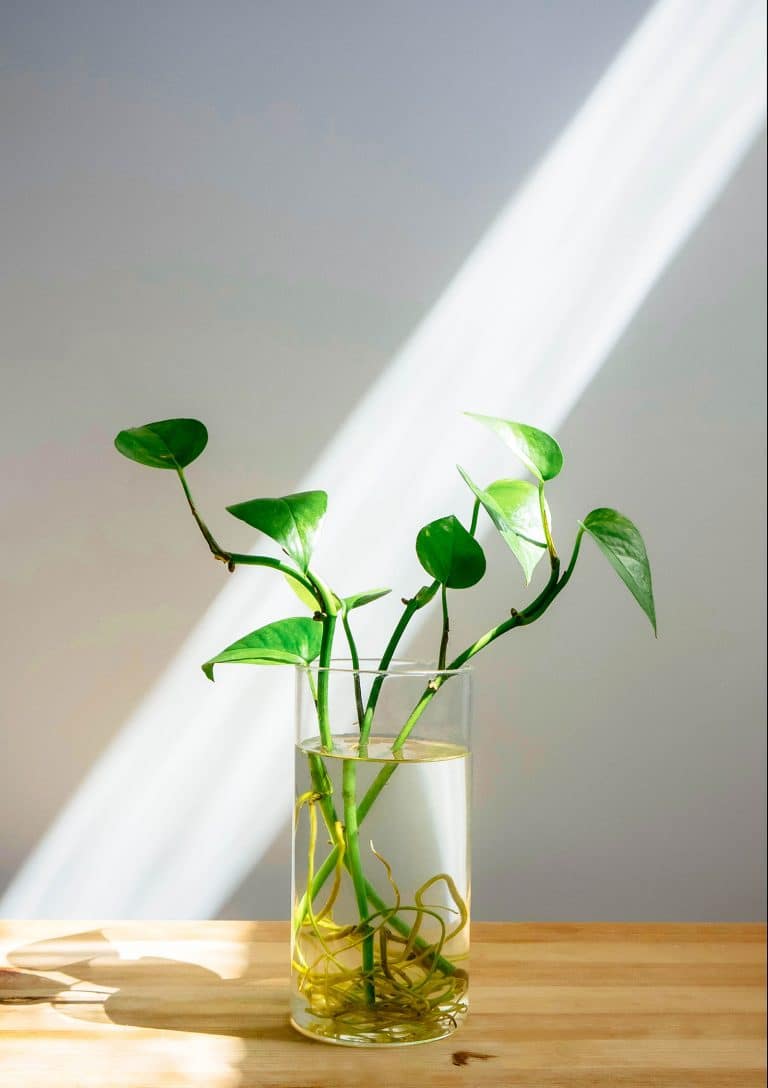 17 Easy Beautiful Plants That Grow in Water: No Soil, No Mess - Garden ...