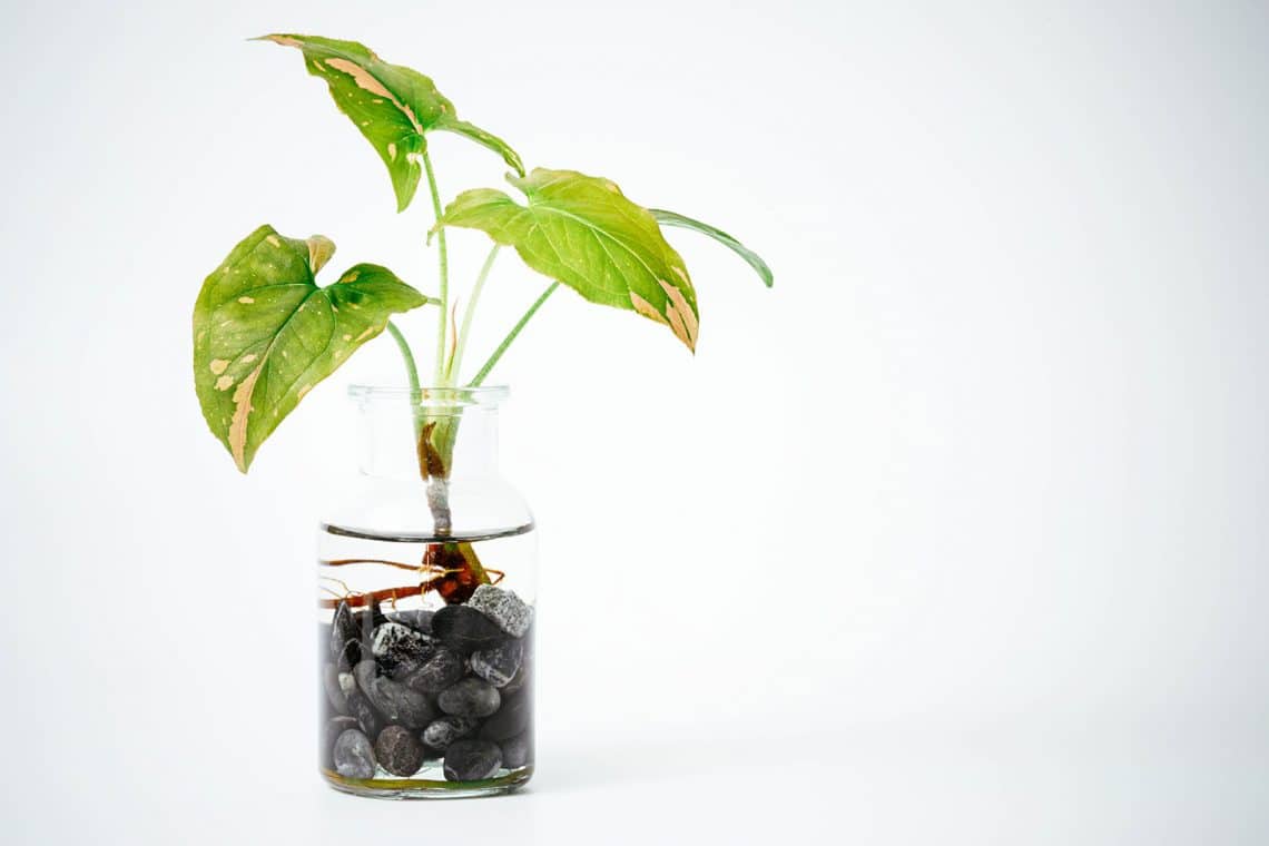 17 Easy Beautiful Plants That Grow in Water: No Soil, No Mess – Garden ...