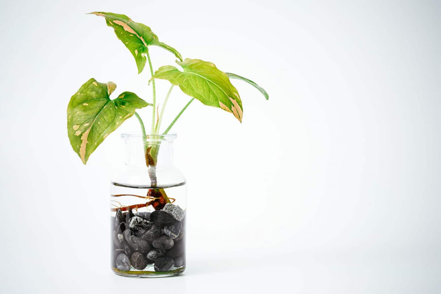 17 Easy Beautiful Plants That Grow in Water: No Soil, No Mess - Garden ...