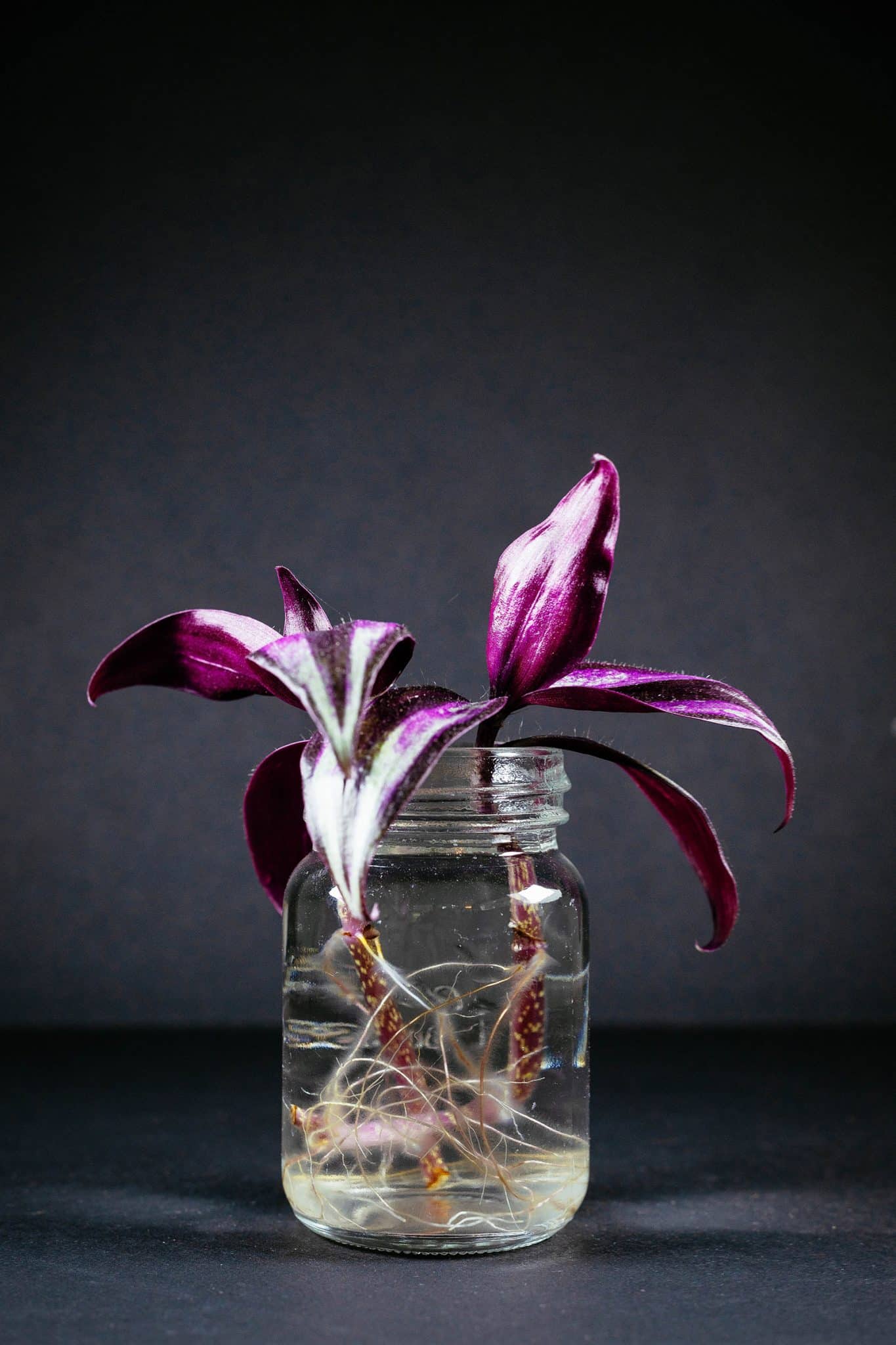 17 Easy Beautiful Plants That Grow in Water: No Soil, No Mess - Garden ...