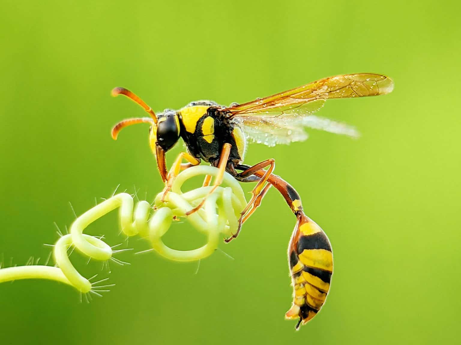 Easy Wasp Identification: A Visual Guide to 19 Common Types of Wasps ...