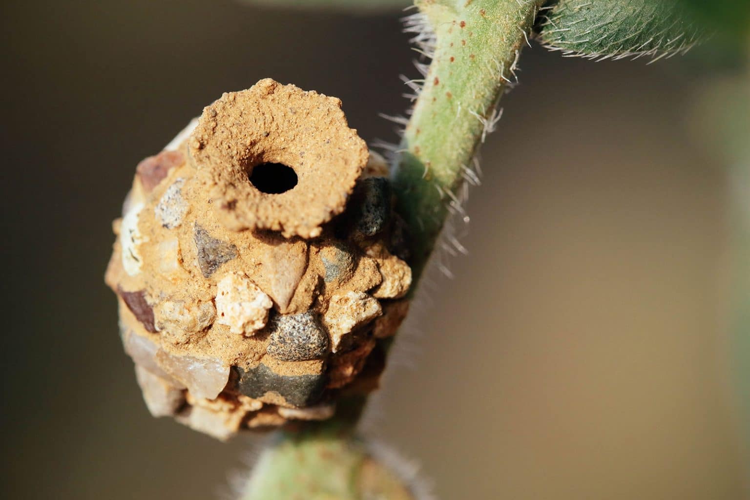 Easy Wasp Identification: A Visual Guide to 19 Common Types of Wasps ...