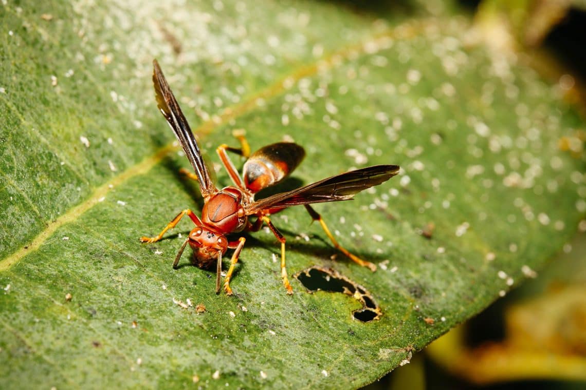 Easy Wasp Identification: A Visual Guide to 19 Common Types of Wasps ...